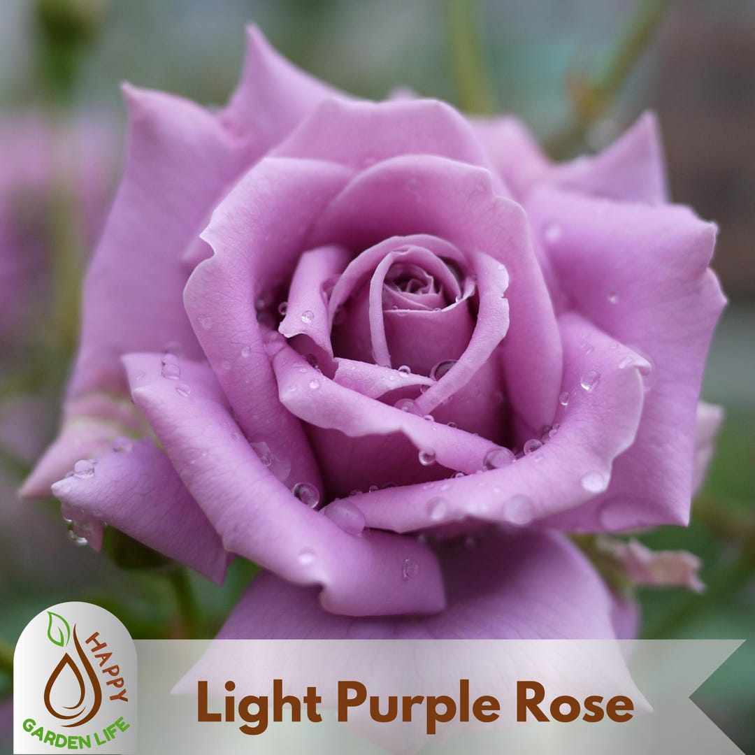 15+ Seeds| Light Purple Rose Seeds - Flower Garden - Cold Resistant ...