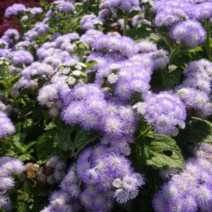 15+ Seeds| Ageratum 'patina Delft' Seeds - Fast Growing - Attracts ...