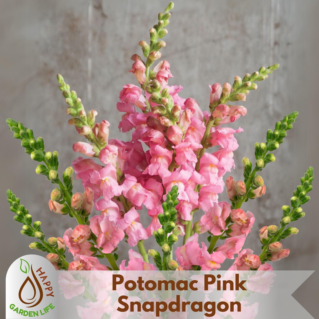 15+ Seeds| Potomac Pink Snapdragon Seeds - Cold Resistant - Potted ...