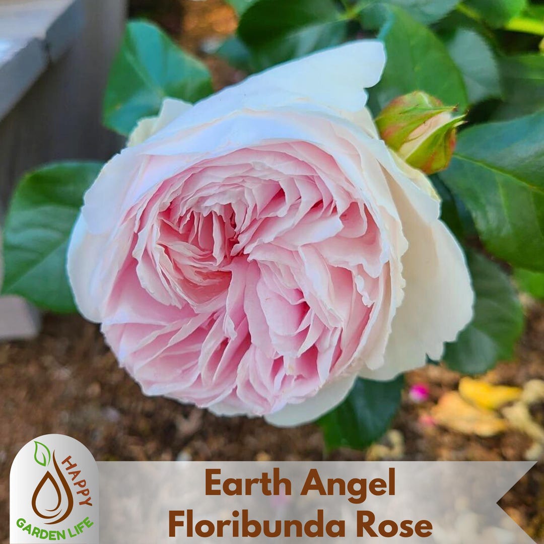 15+ Seeds| Pink Earth Angel Floribunda Rose Seeds - Cold Resistant ...