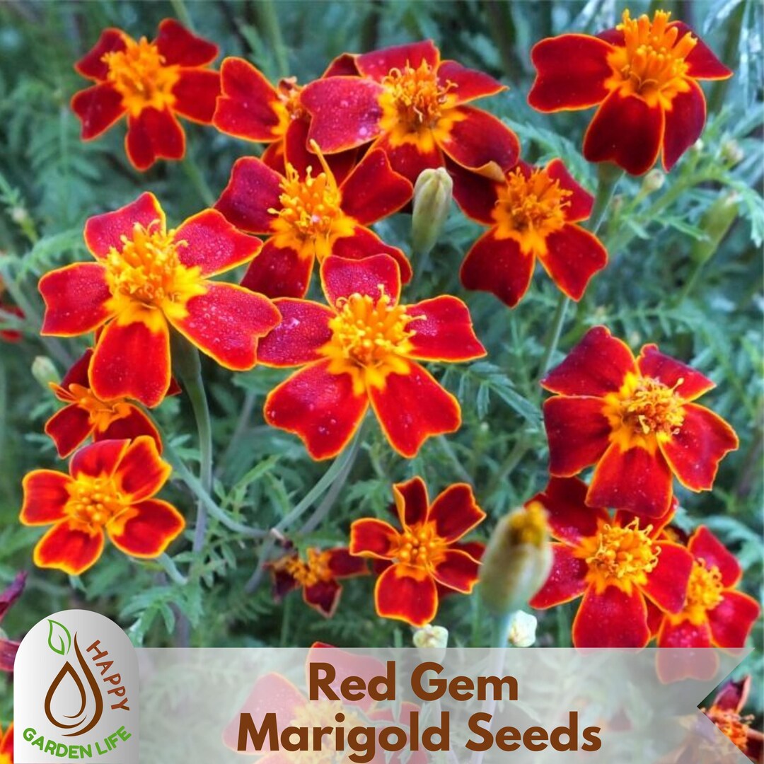 15+ Seeds| Red Gem Marigold Seeds - Edible -open-pollinating - Potted ...