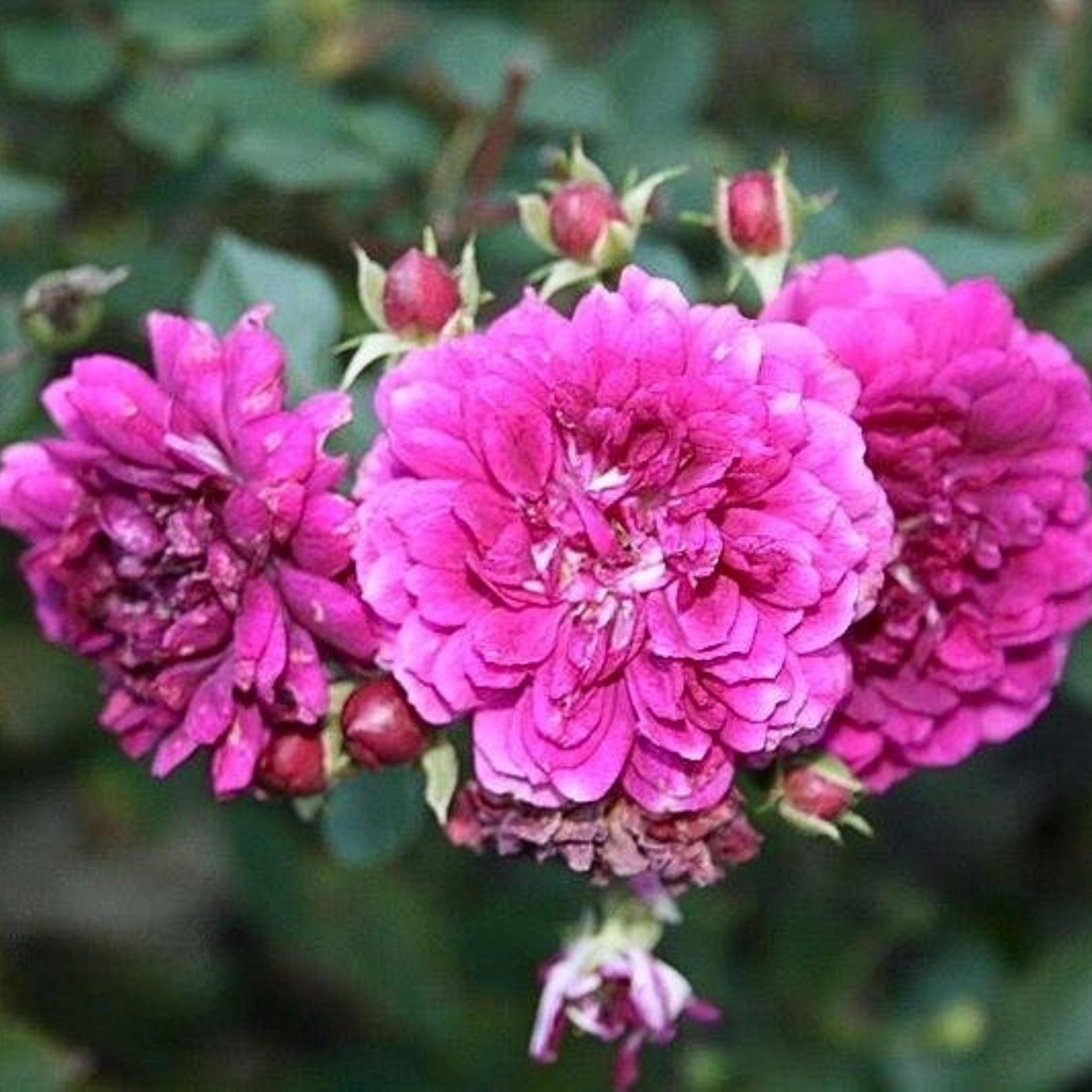 15+ Seeds| Sweet Chariot Rose Seeds - Flower Garden - Cold Resistant ...