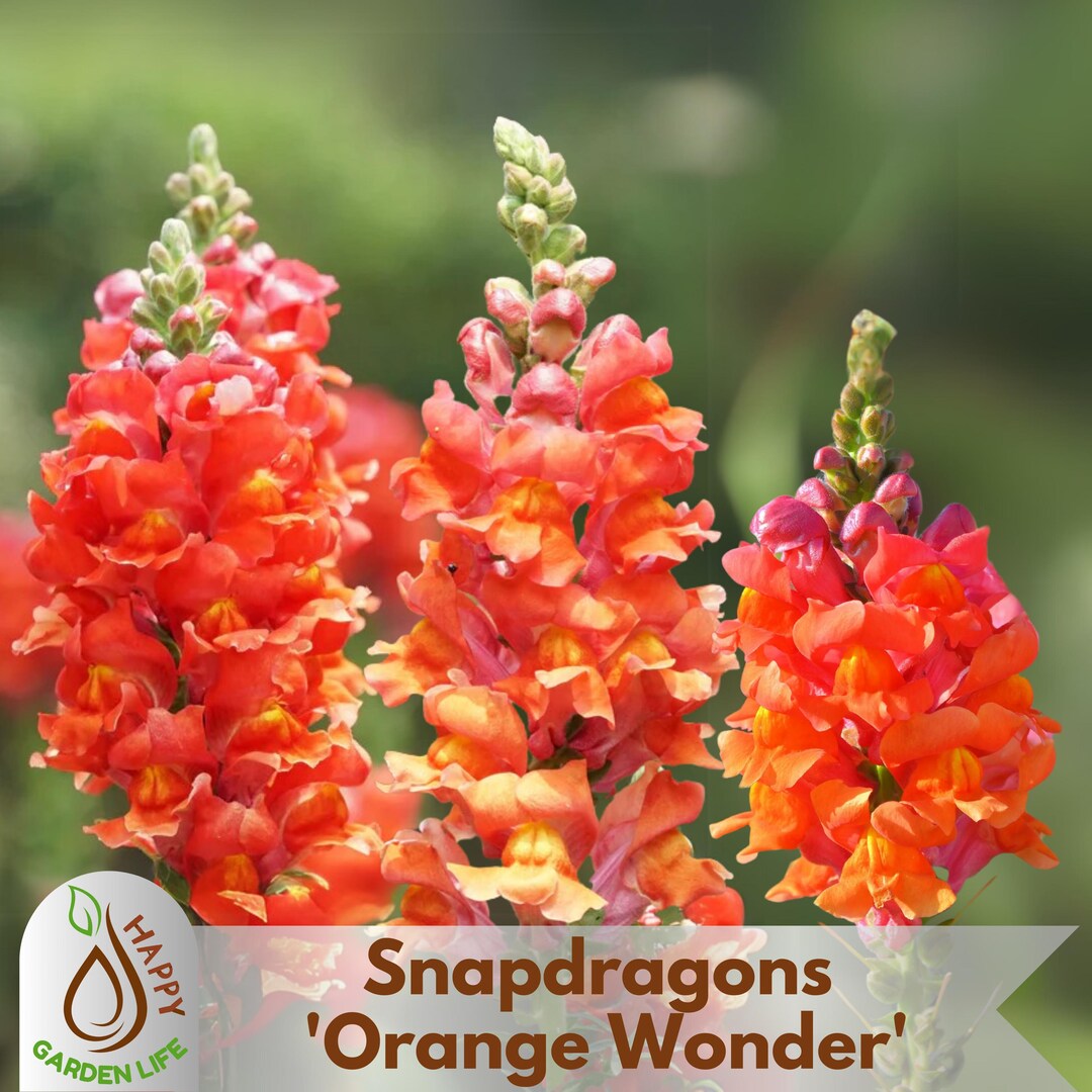 15+ Seeds| Snapdragons 'orange Wonder' Seeds - Attracts Pollinators ...