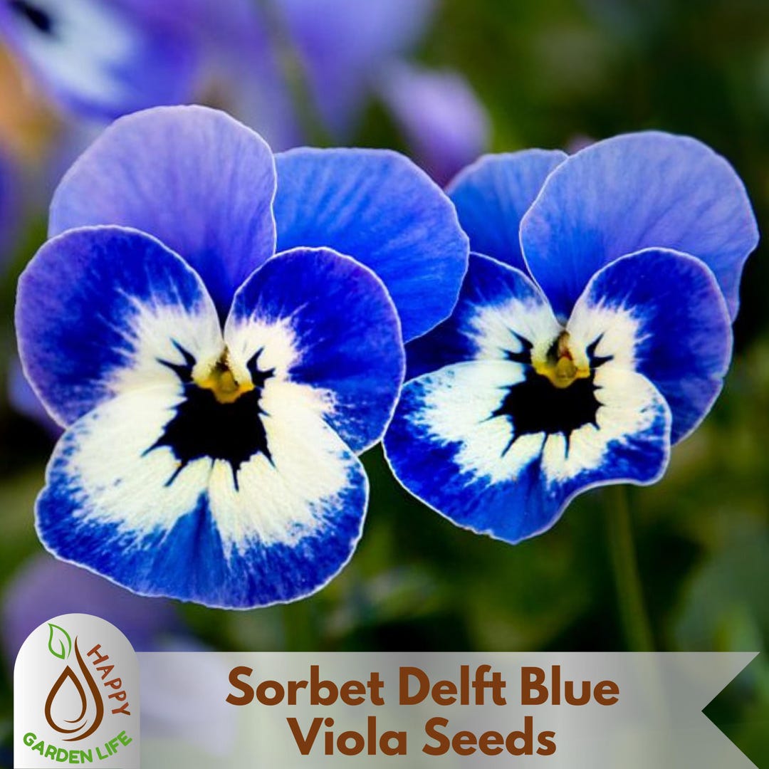 15+ Seeds| Sorbet Delft Blue Viola Seeds - Self-pollinating -draft ...