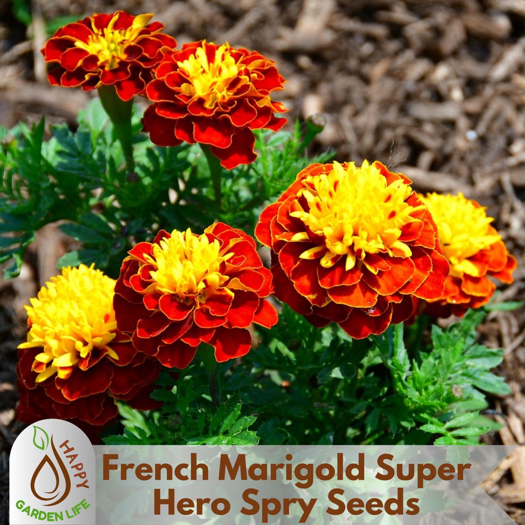 15+ Seeds| French Marigold Super Hero Spry Seeds - Open-pollinating ...