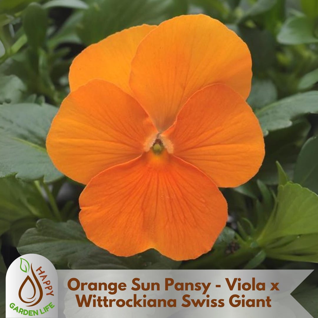 15+ Seeds| Orange Sun Pansy - Viola X Wittrockiana Swiss Giant Seeds ...