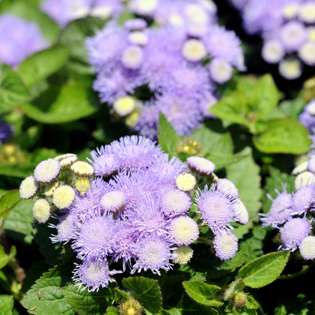 15+ Seeds| Ageratum 'blue Horizon' F1 Seeds - Fast Growing -attracts ...