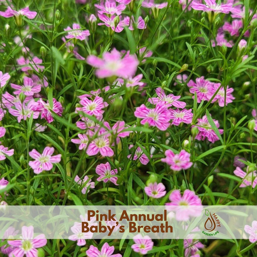 Light Pink Annual Baby’s Breath Seeds – Gypsophila Elegans – Soft Pink ...