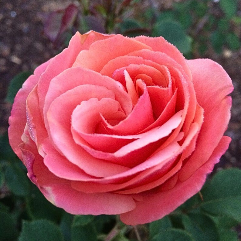 15+ Seeds| Anna's Promise Grandiflora Rose Seeds - Cold Resistant ...