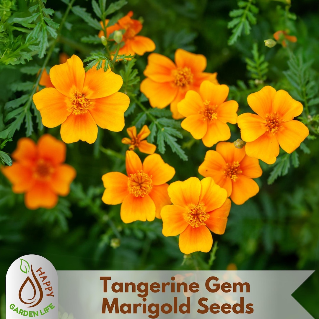 15+ Seeds| Tangerine Gem Marigold Seeds - Edible -open-pollinating ...