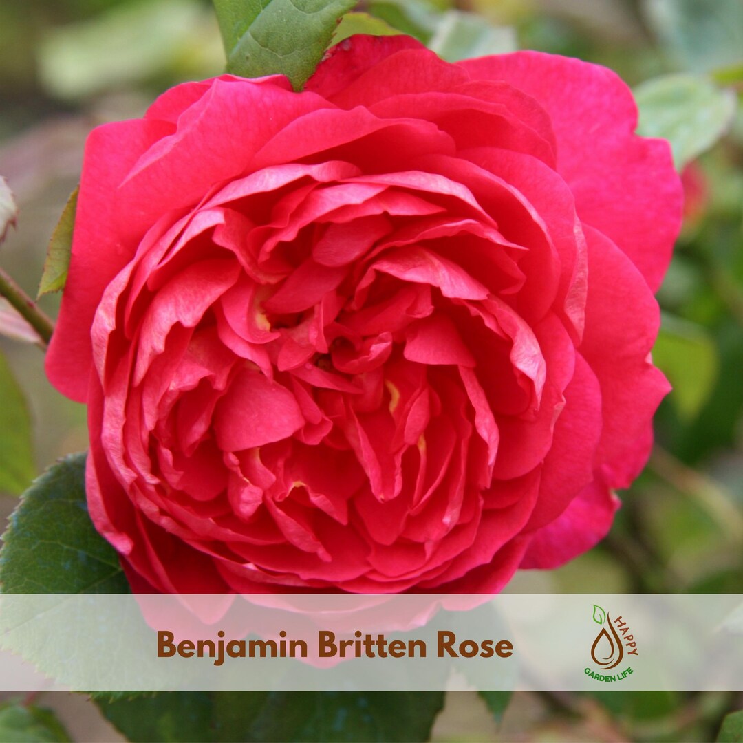 15+ Seeds| Benjamin Britten Rose Seeds - Flower Garden - Cold Resistant ...