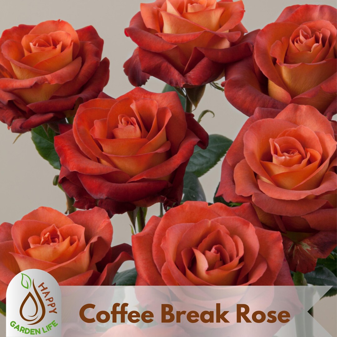 15+ Seeds| Coffee Break Rose Seeds - Flower Garden - Rosa - Cold ...