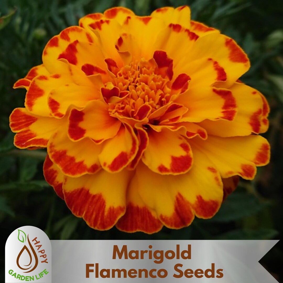 15+ Seeds| Marigold Flamenco Seeds - Edible -open-pollinating - Potted ...