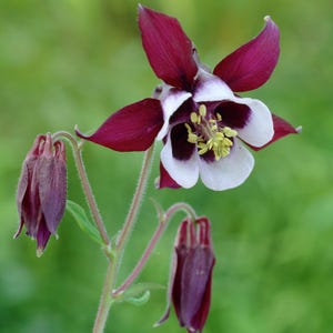 15+ Seeds| William Guiness Columbine Seeds - Cold Resistant - Deciduous ...