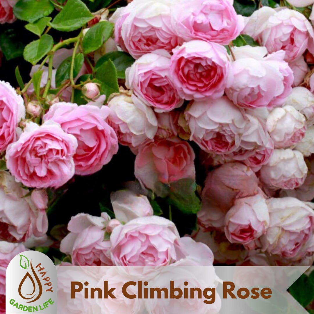 15+ Seeds| Pink Climbing Rose Seeds - Flower Garden - Cold Resistant ...