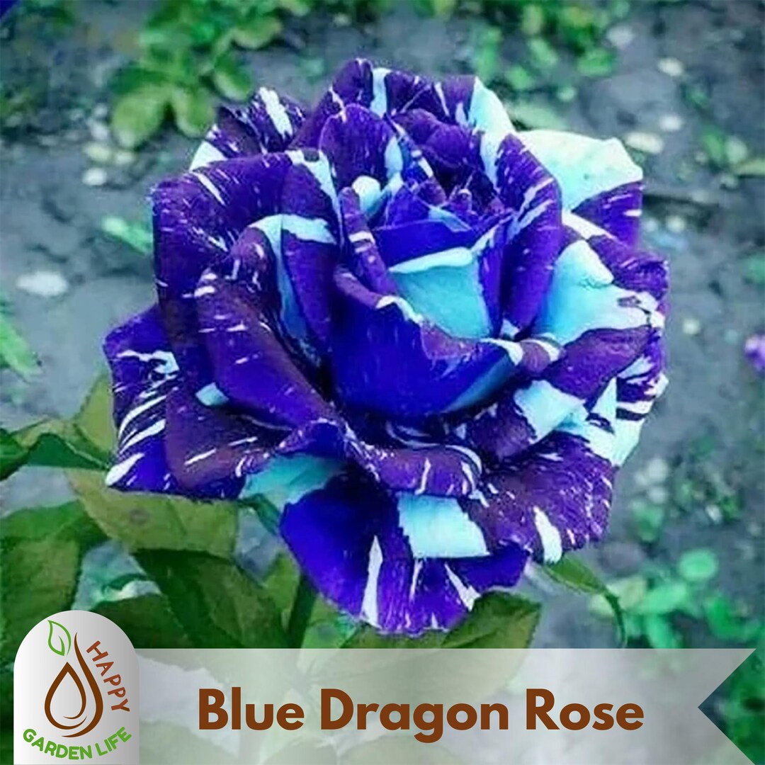 15+ Seeds| Blue Dragon Rose Seeds - Flower Garden - Cold Resistant ...