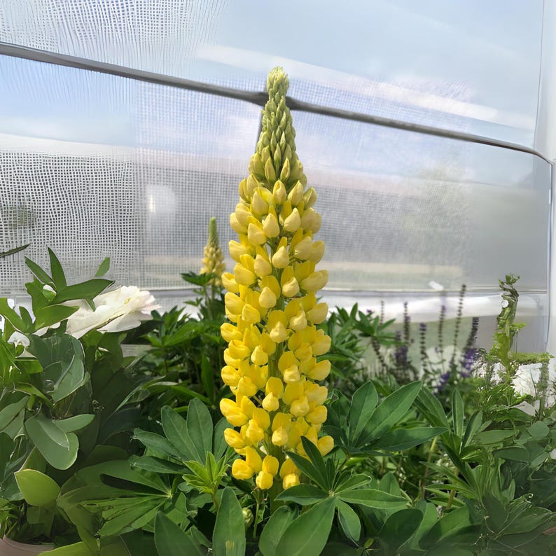 Gallery Yellow Lupine Seeds - Lupinus Polyphyllus 'gallery Yellow ...