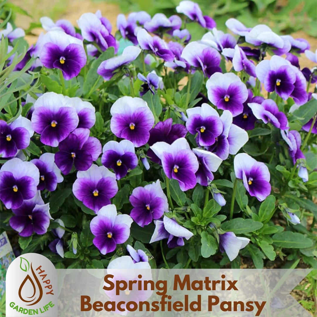 15+ Seeds| Spring Matrix Beaconsfield Pansy Seeds - Self-pollinating ...