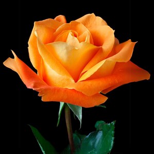 15+ Seeds| Orange Hybrid Tea Rose Seeds - Flower Garden - Cold ...