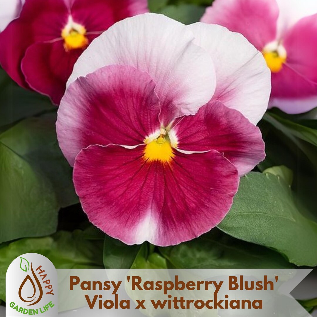 15+ Seeds| Pansy 'raspberry Blush' Viola X Wittrockiana Seeds - Self ...