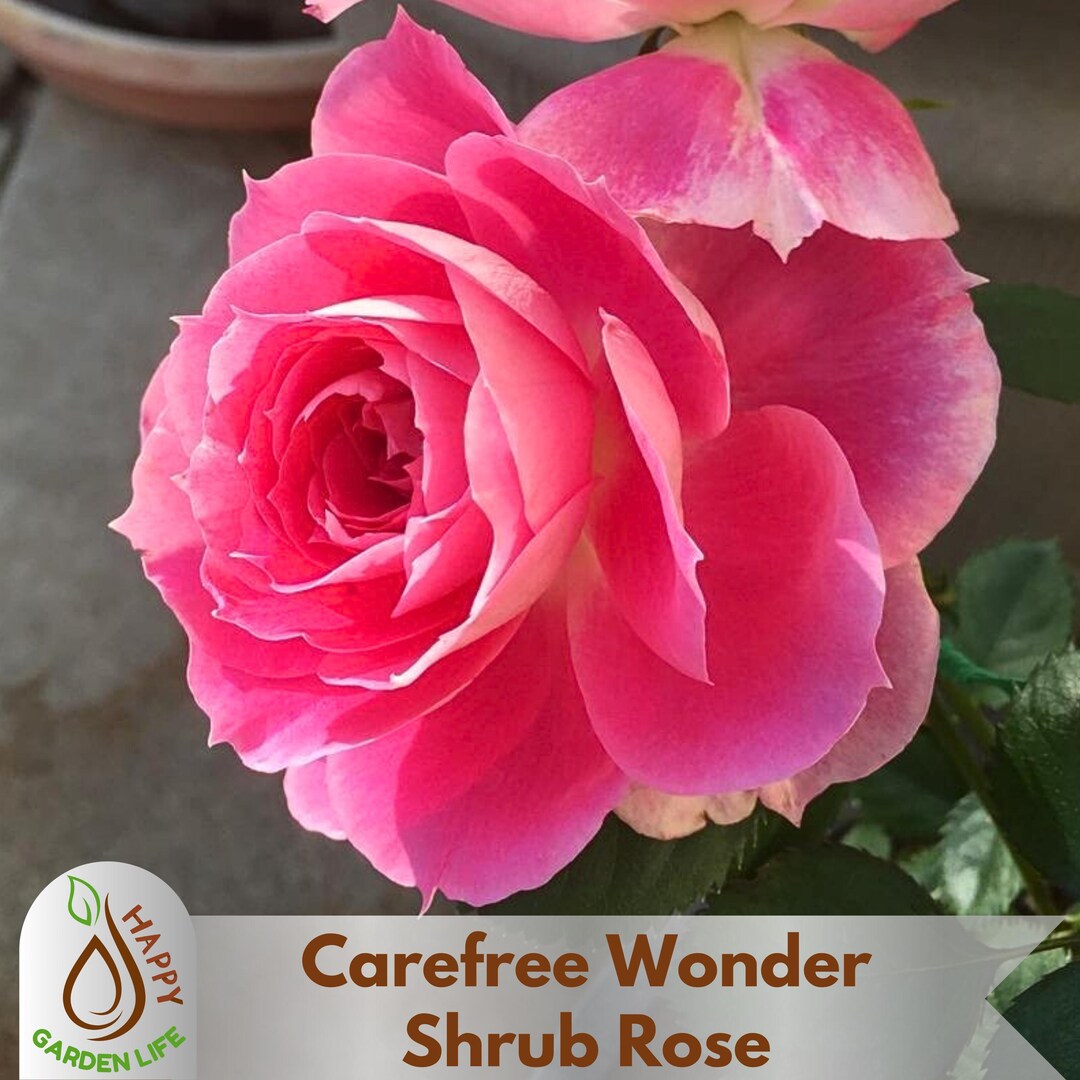 15+ Seeds| Pink Carefree Wonder Shrub Rose Seeds - Flower Garden - Cold ...