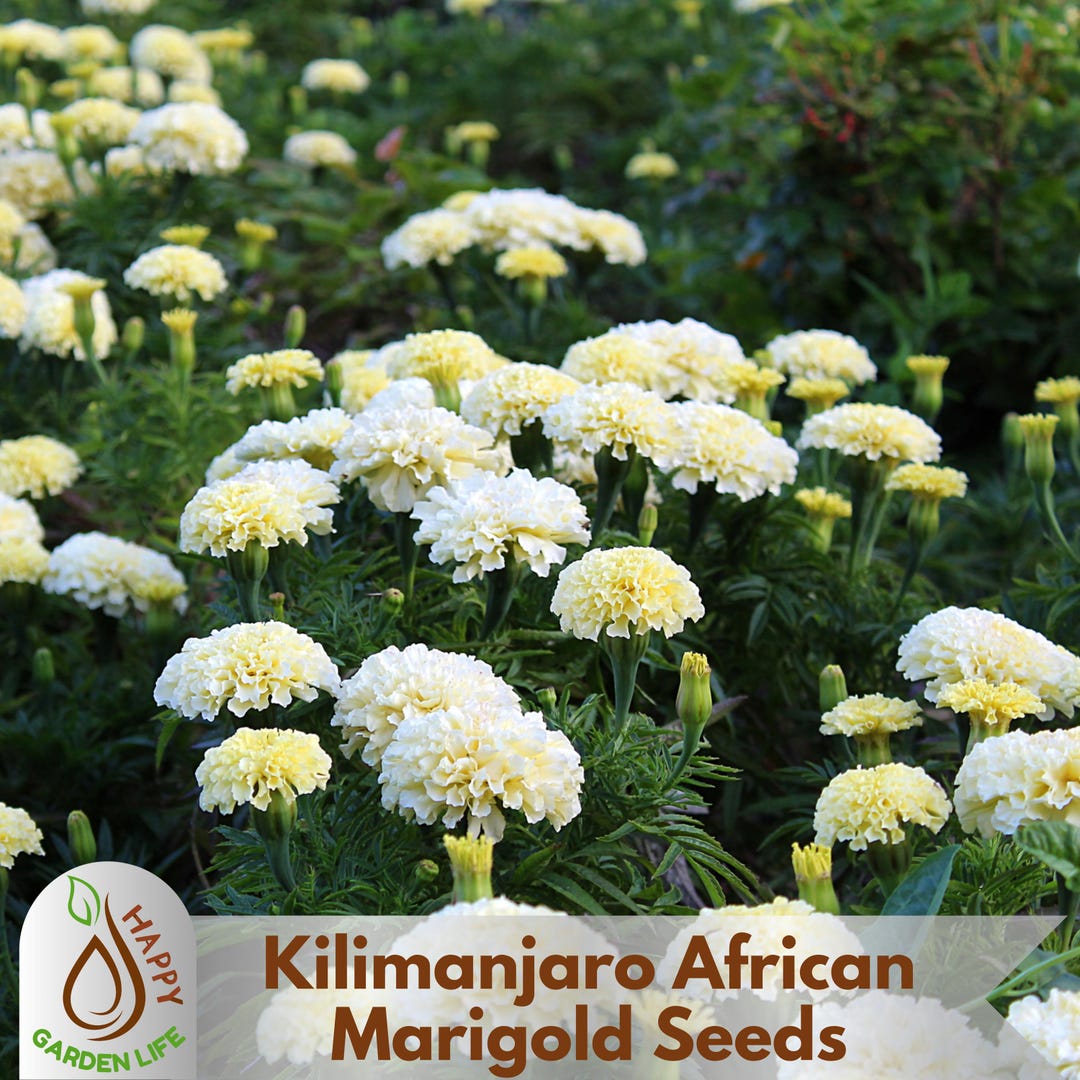 15+ Seeds| Kilimanjaro African Marigold Seeds - Open-pollinating ...