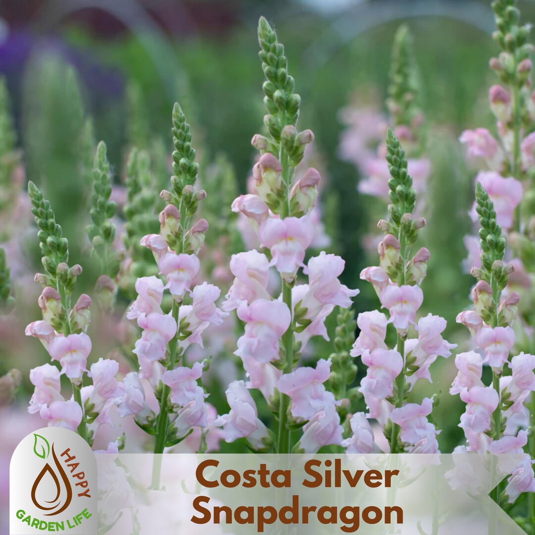 15+ Seeds| Costa Silver Snapdragon Seeds - Attracts Pollinators -open ...