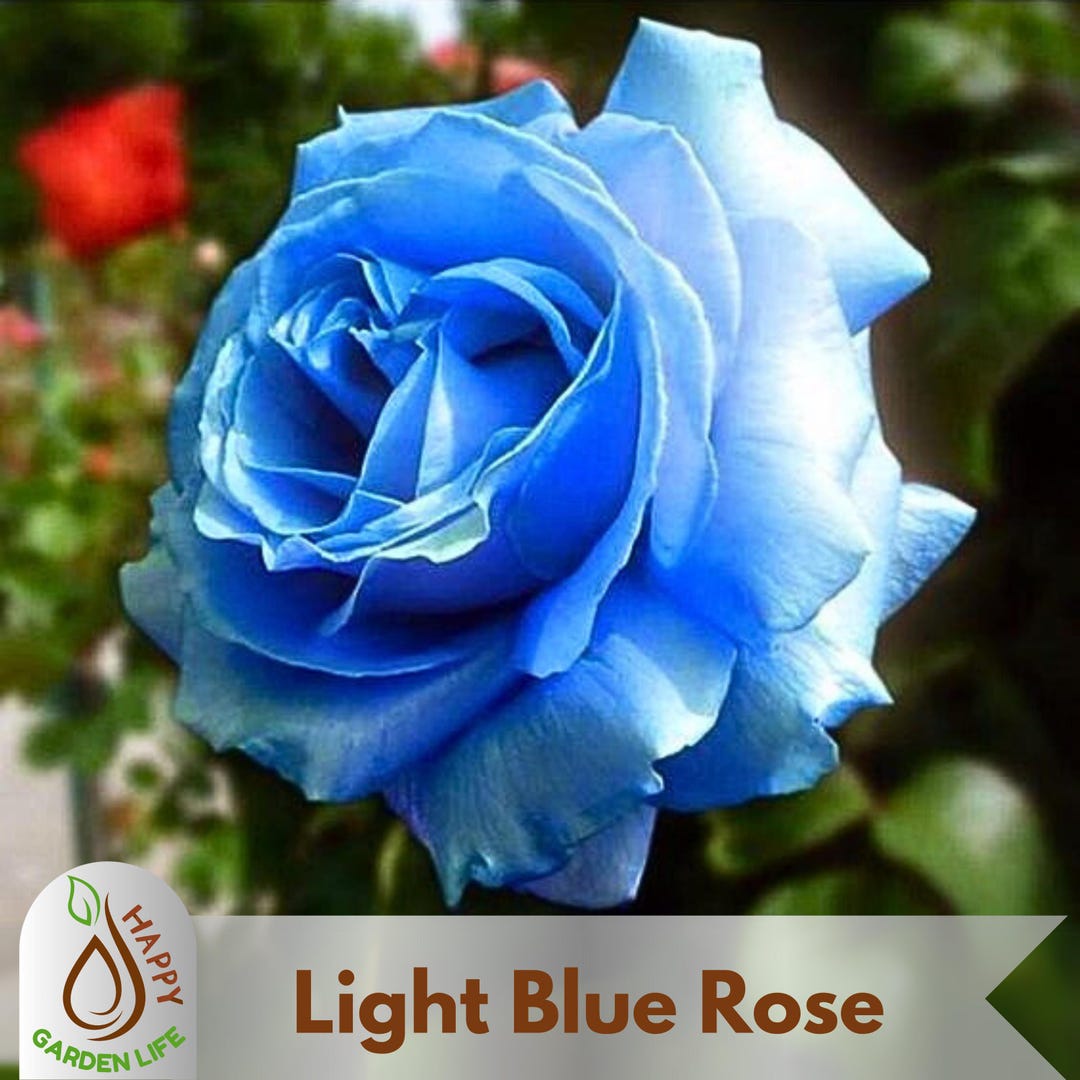 15+ Seeds| Light Blue Rose Seeds - Flower Garden - Cold Resistant ...
