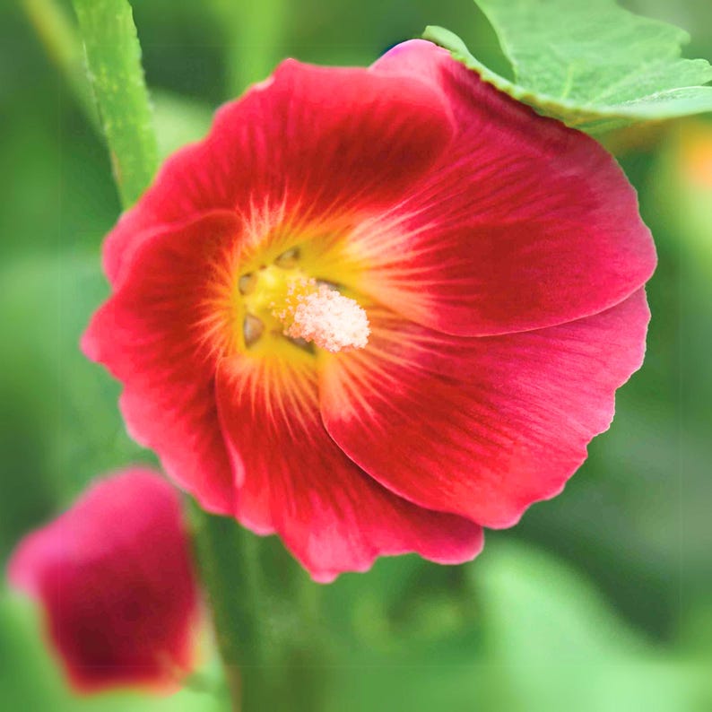 Halo Red Hollyhock Seeds - Alcea Rosea Cottage Garden Flower Seeds ...
