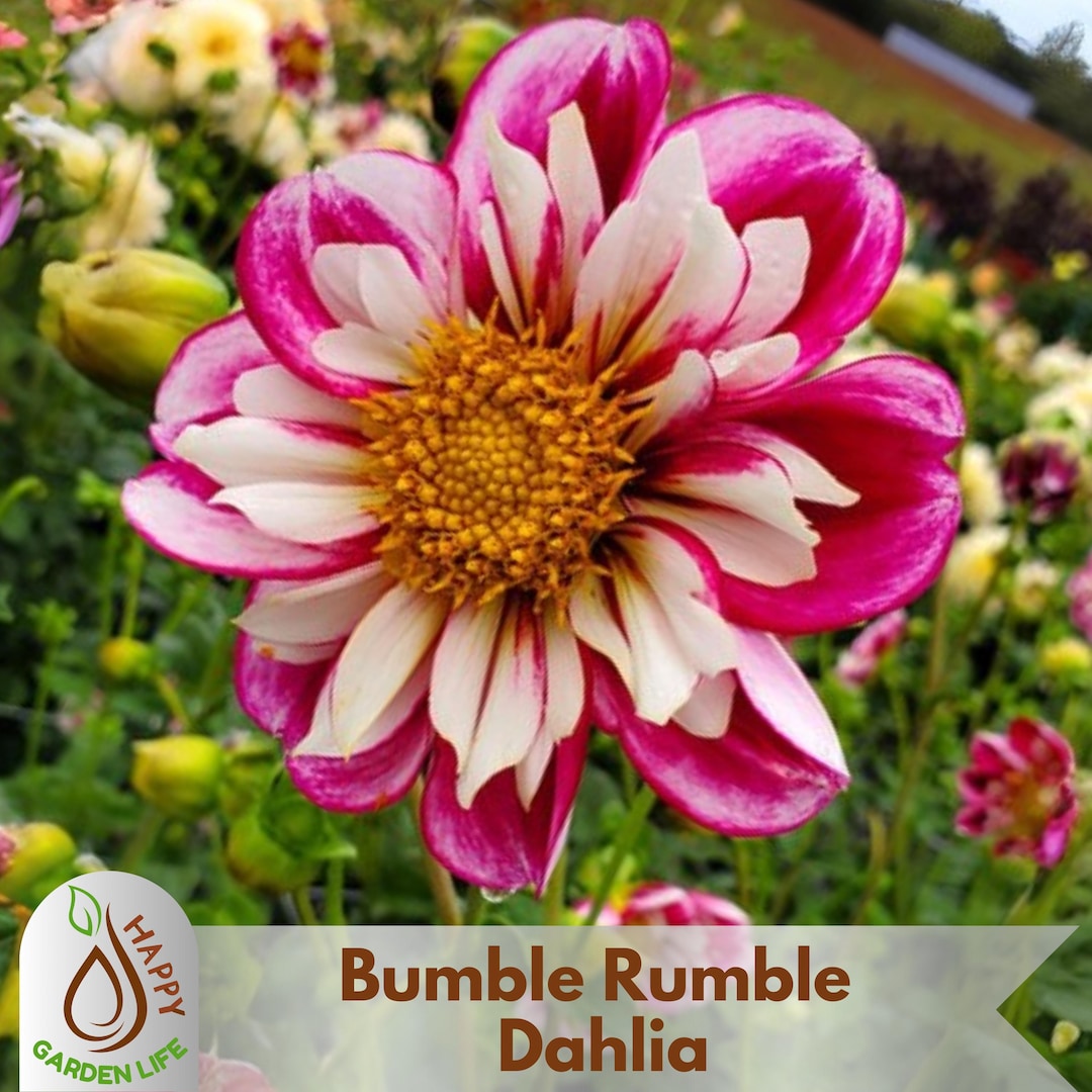 20+ Seeds| Bumble Rumble Dahlia Seeds - Perennial - Flowering - Hybrid ...