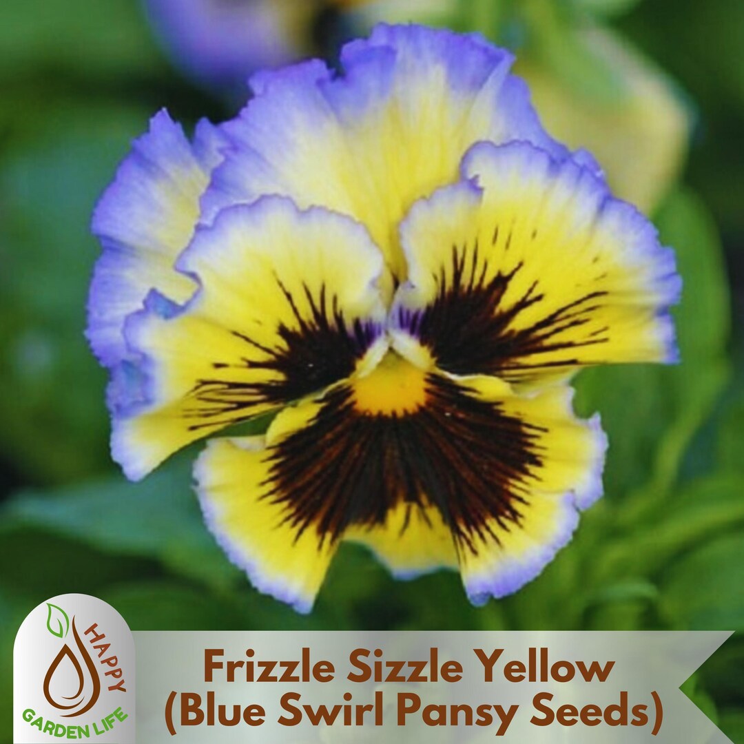 15+ Seeds| Frizzle Sizzle Yellow (blue Swirl Pansy) Seeds - Self ...