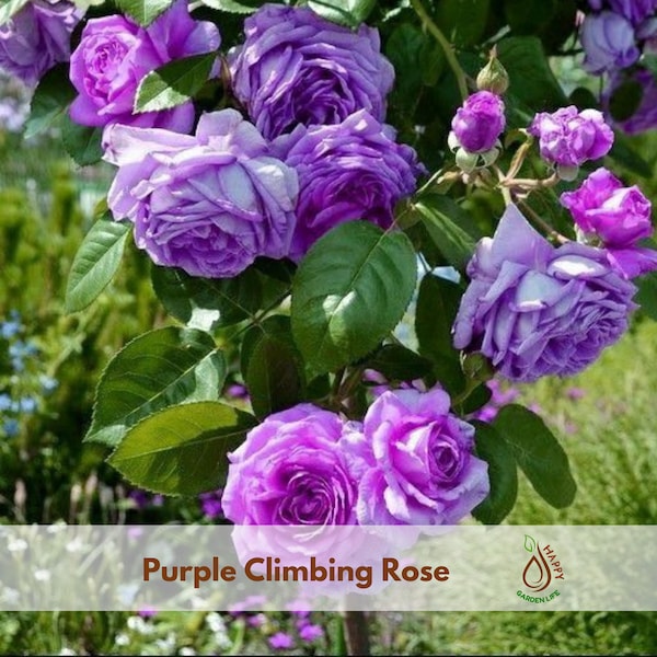 Purple Climbing Rose - Etsy