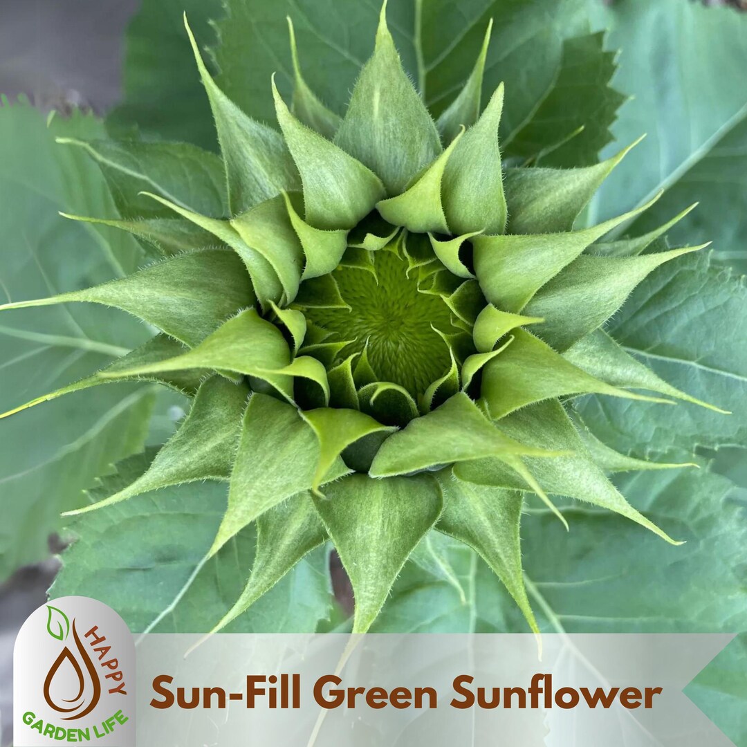 13+ Seeds| Sun-fill Green Sunflowers Seeds - Cold Resistant - Clumping ...