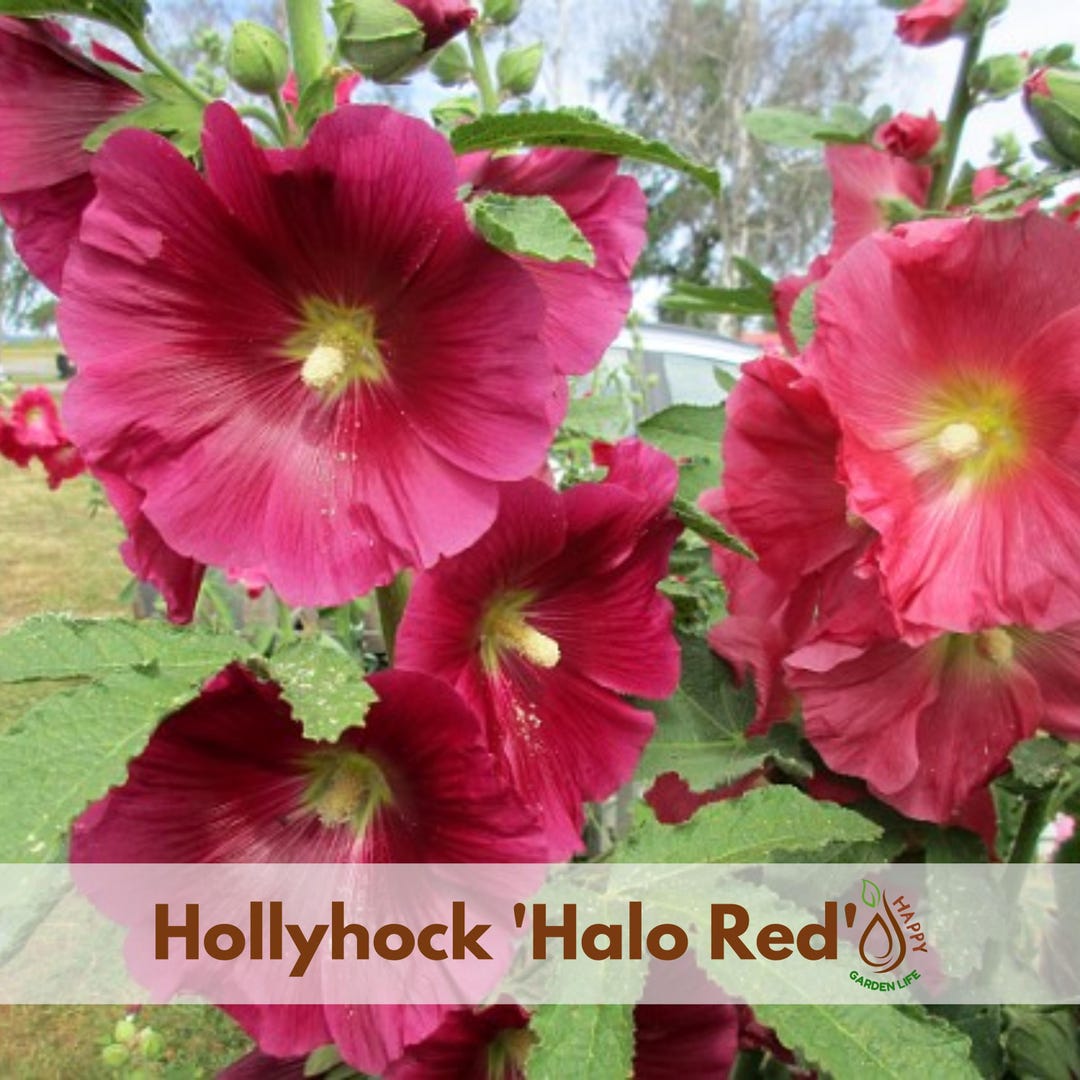Halo Red Hollyhock Seeds - Alcea Rosea Cottage Garden Flower Seeds ...
