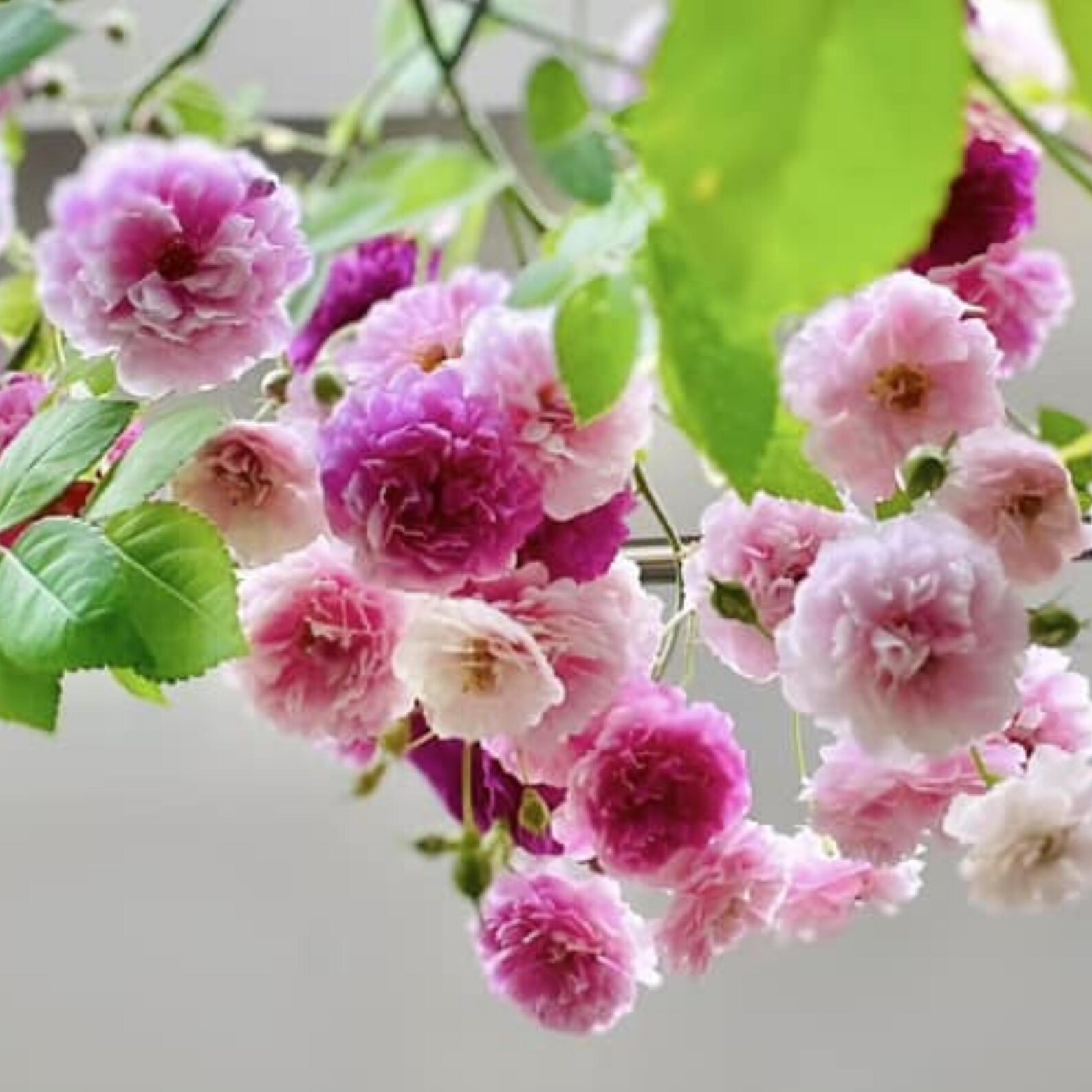 15+ Seeds| Sweet Chariot Rose Seeds - Flower Garden - Cold Resistant ...