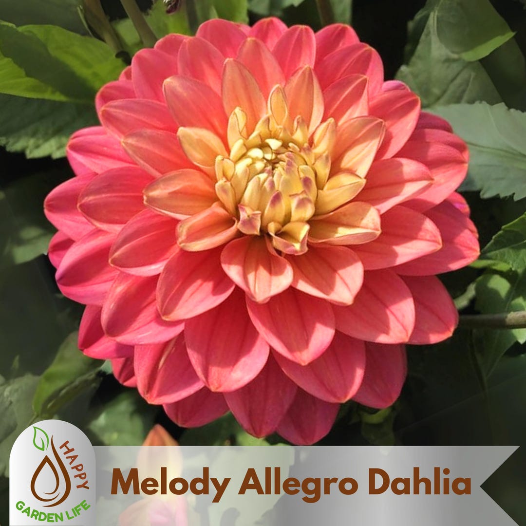 20+ Seeds| Melody Allegro Dahlia Seeds - Perennial - Flowering - Hybrid ...