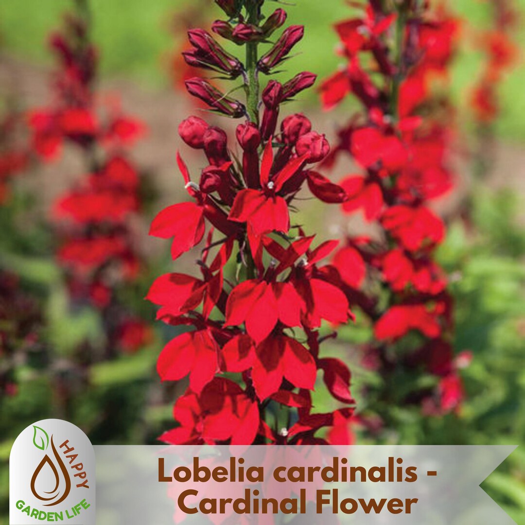 15+ Seeds| Lobelia Cardinalis - Cardinal Seeds - Annual - Flowering ...