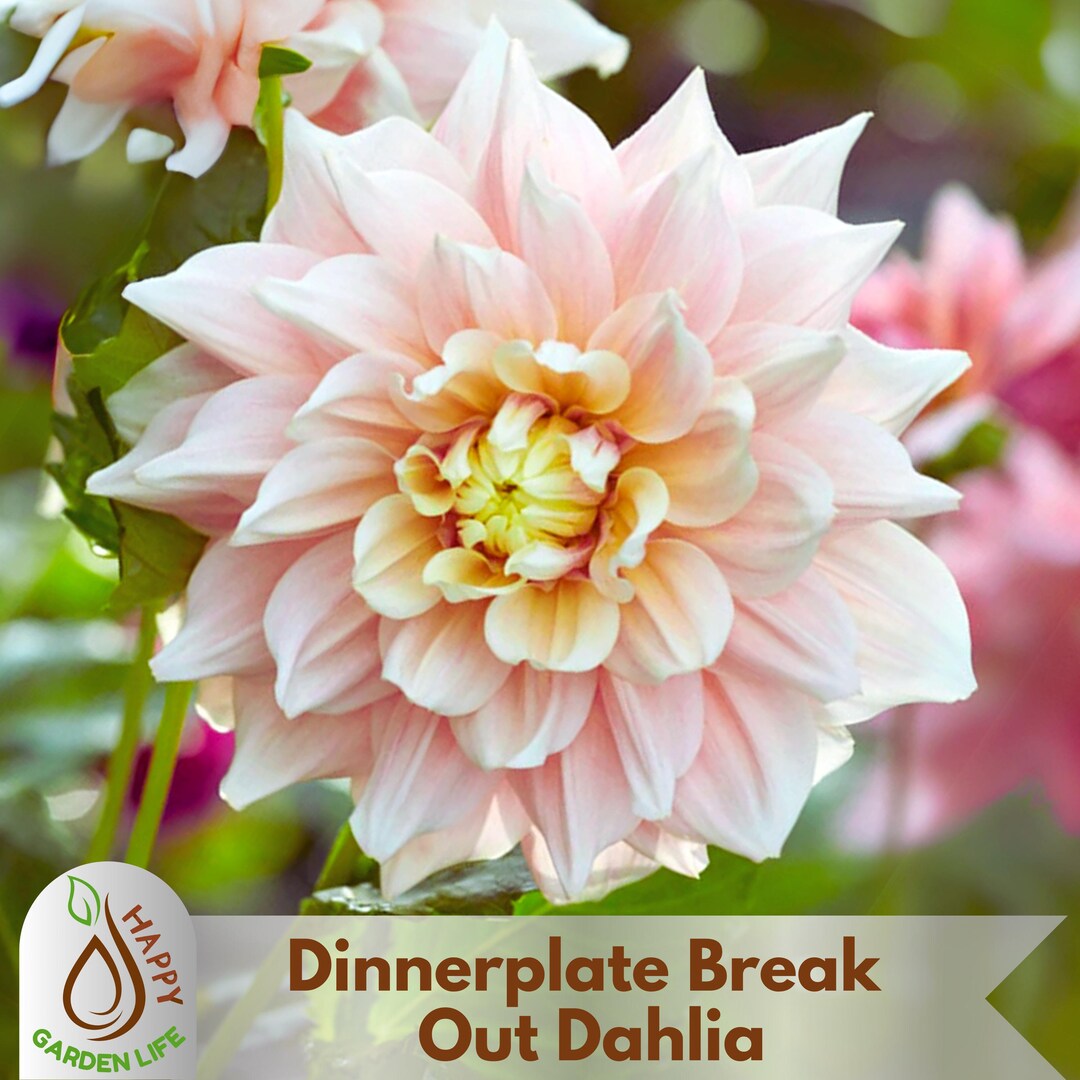20+ Seeds| Dinnerplate Break Out Dahlia Seeds - Perennial - Flowering ...