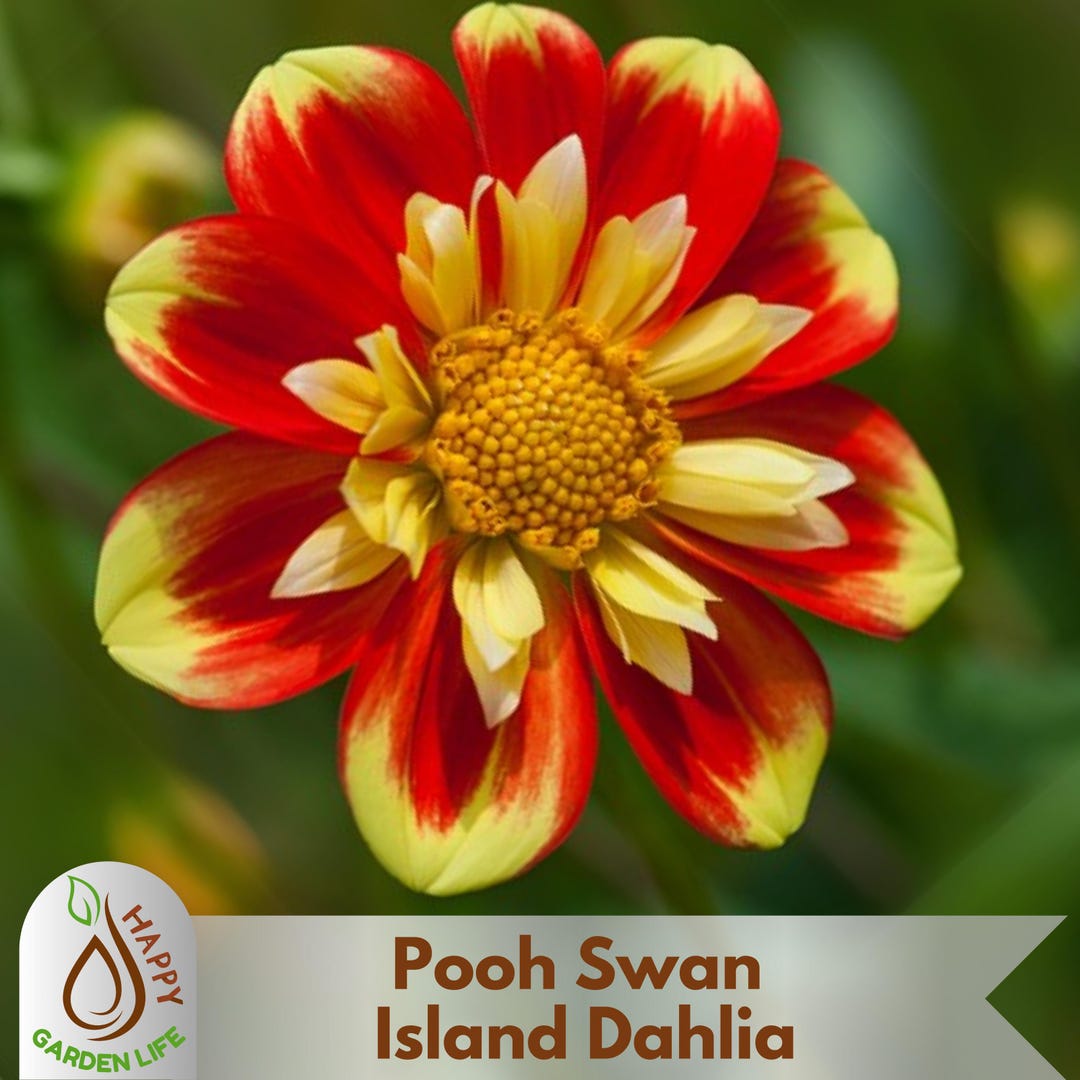 20+ Seeds| Pooh Swan Island Dahlia Seeds - Perennial - Flowering ...