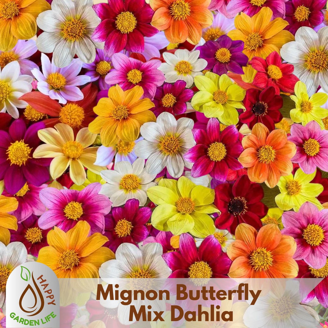 20+ Seeds| Mignon Butterfly Mix Dahlia Seeds - Perennial - Flowering ...