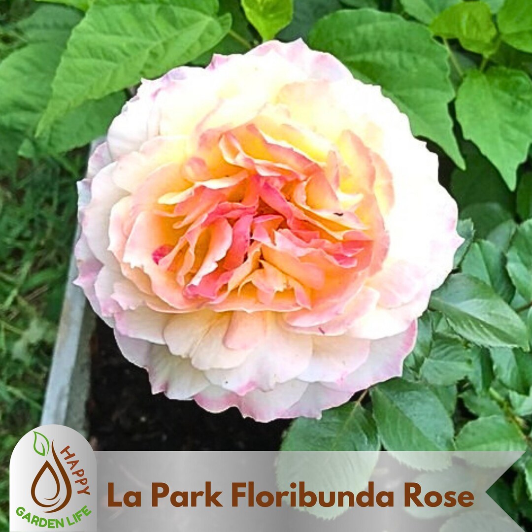 15+ Seeds| La Park Floribunda Rose Seeds - Flower Garden- Cold ...