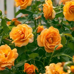 15+ Seeds| Orange Hybrid Tea Rose Seeds - Flower Garden - Cold ...
