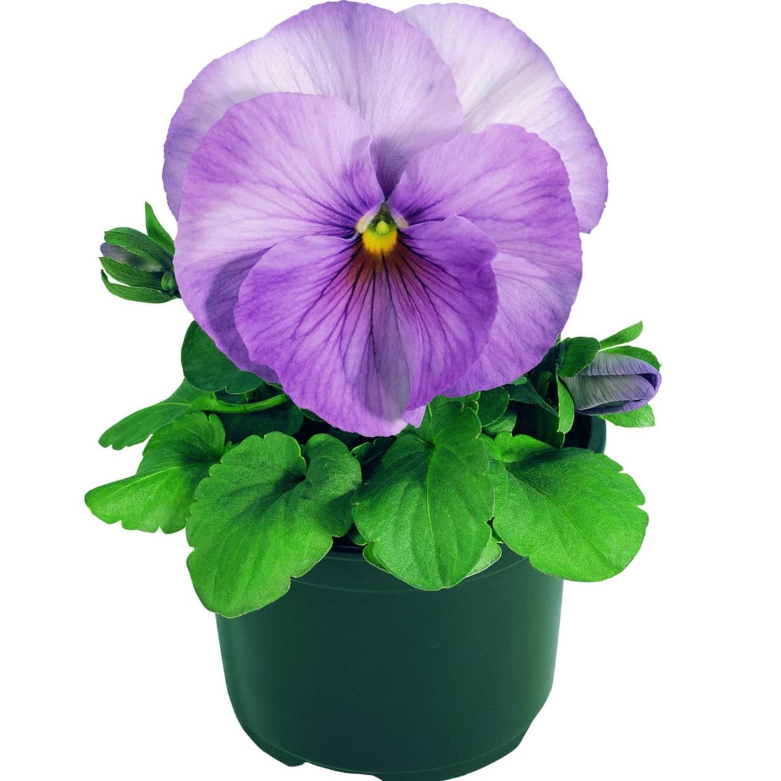 15+ Seeds| Delta Pro Lavender Blue Pansy Seeds - Self-pollinating ...