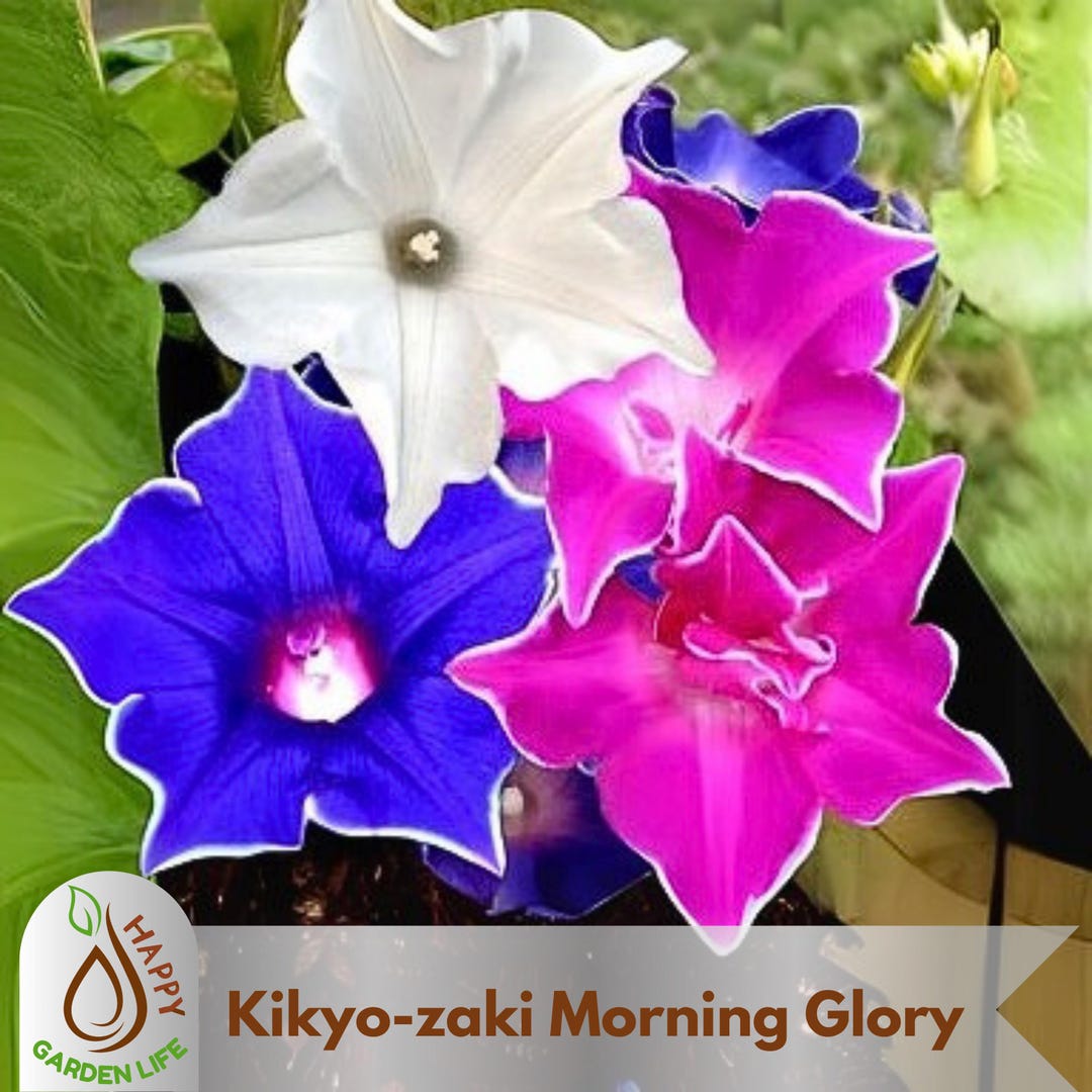 15+ Seeds| Kikyo-zaki Morning Glory Seeds - Flower Seeds – Fast Growing ...