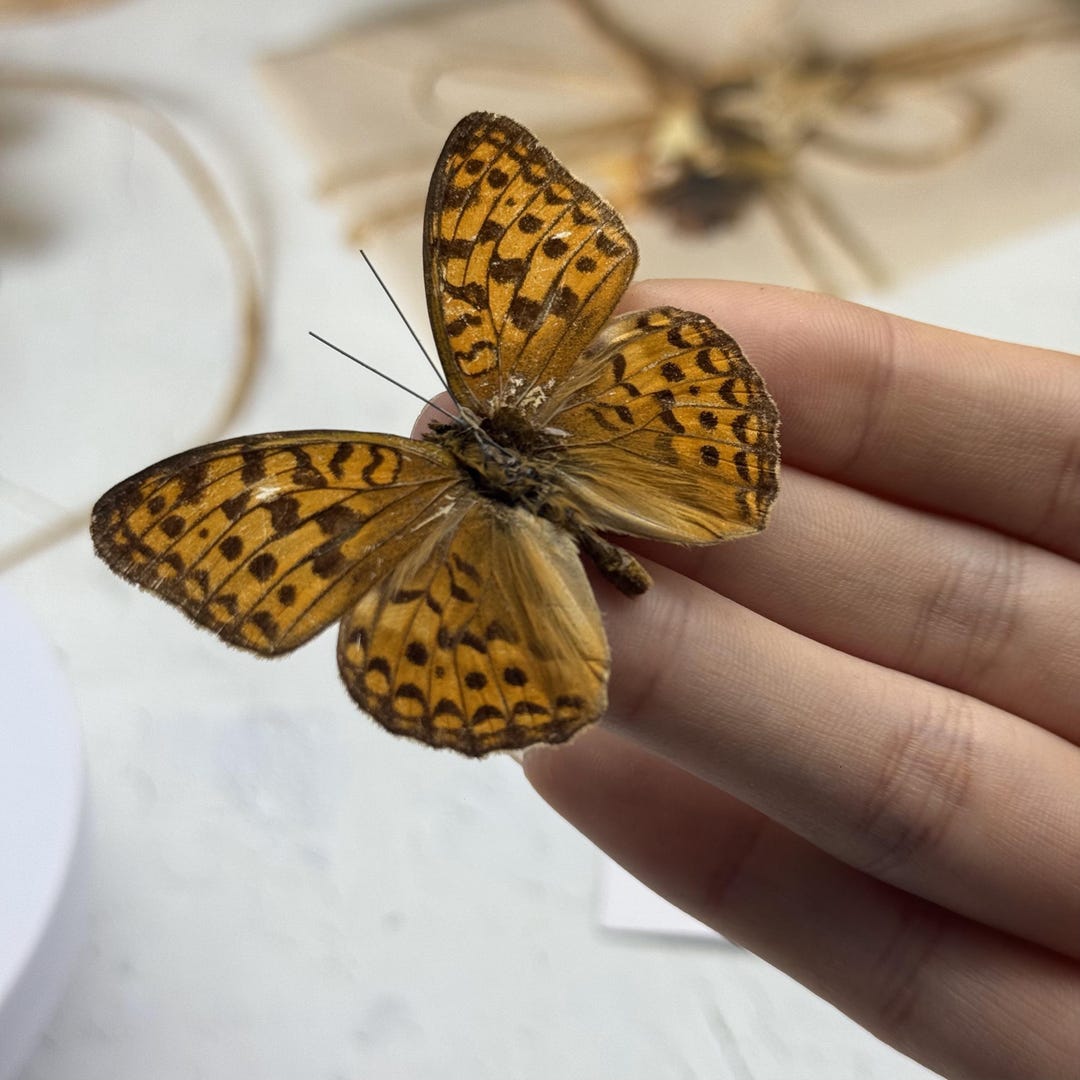 Butterfly Specimens, Real Butterfly Specimens, Handmade Insect Specimen ...