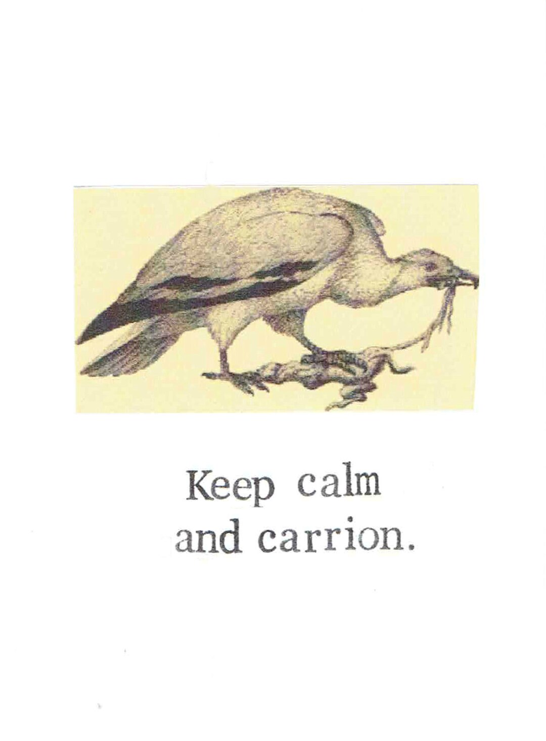 Keep Calm and Carrion Vulture Card Funny Gothic Bird Humor Gothic ...