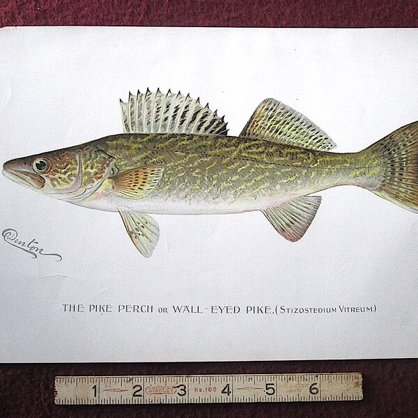 Vintage Walleye Print - Etsy