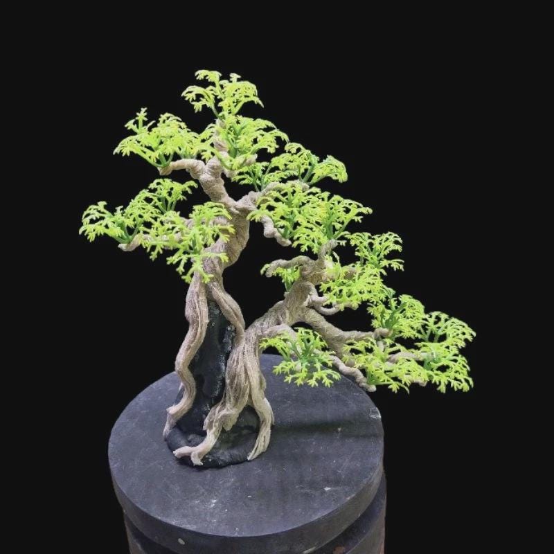 Sancang Bonsai - Etsy
