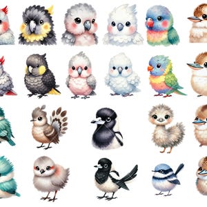 Australian Birds Png Bird Illustrations Kookaburra Clipart Digital ...