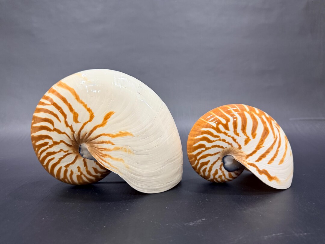 Rare Tiger Nautilus Shell Specimen, Collector Grade Chambered Nautilus ...